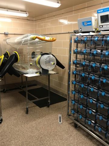 Gnotobiotic Facility | College of Veterinary Medicine